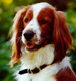 Todo razas: Springer Spaniel Galés